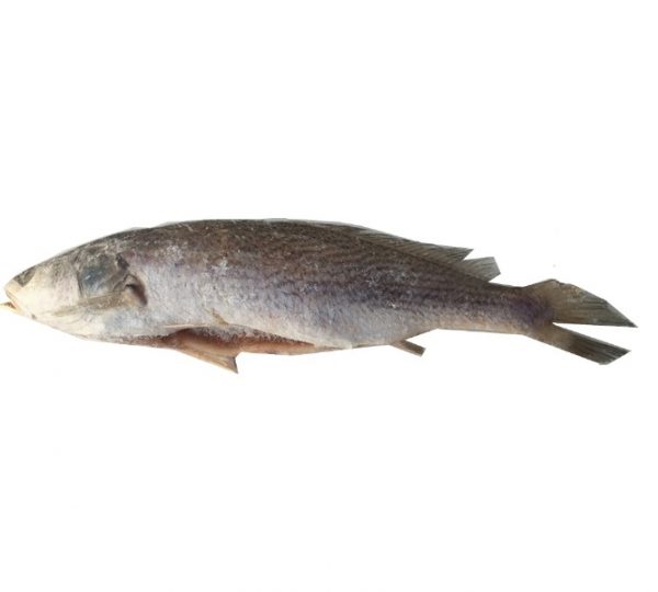 COURBINE Sénégal G&V 300/400 - Eurociel.Info